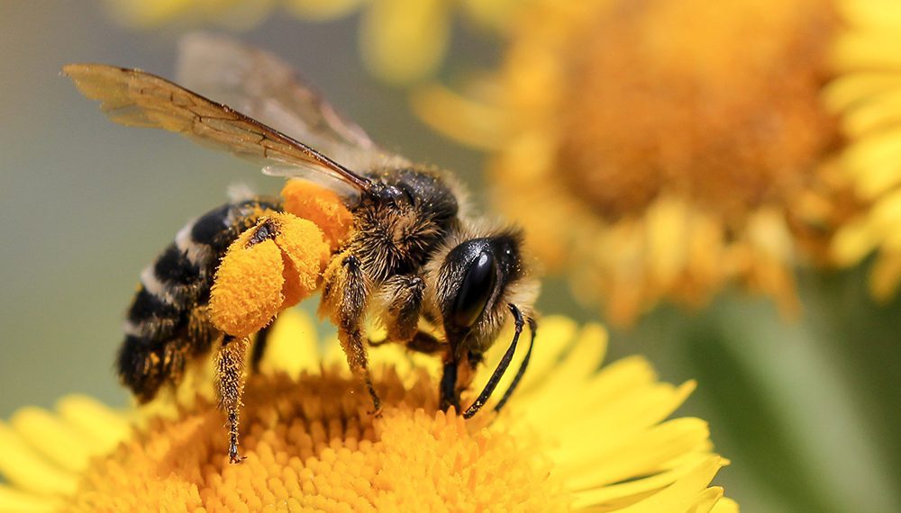 Qué significa que se te acerquen las abejas