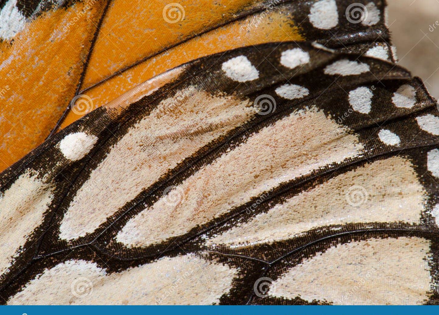 Qué características tienen las alas de la mariposa monarca