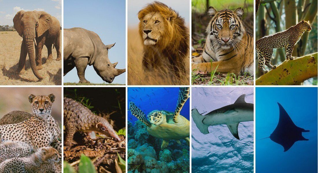 7 estrategias para proteger especies en peligro de extinción