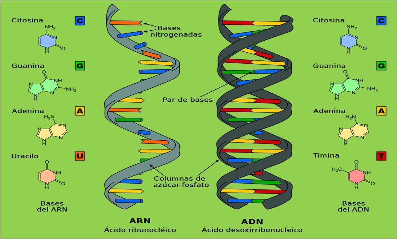 Qué son los ácidos nucleicos ADN y ARN
