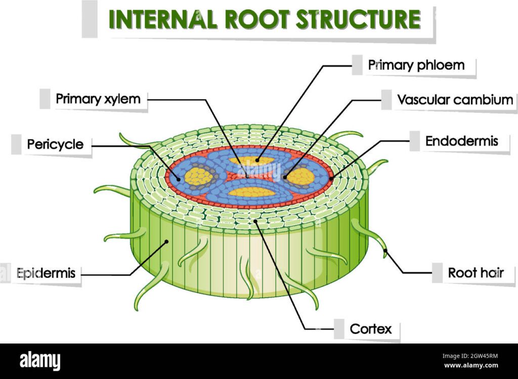 Diagrama De Partes De Una Planta Póster De Anatomía De Las Plantas: