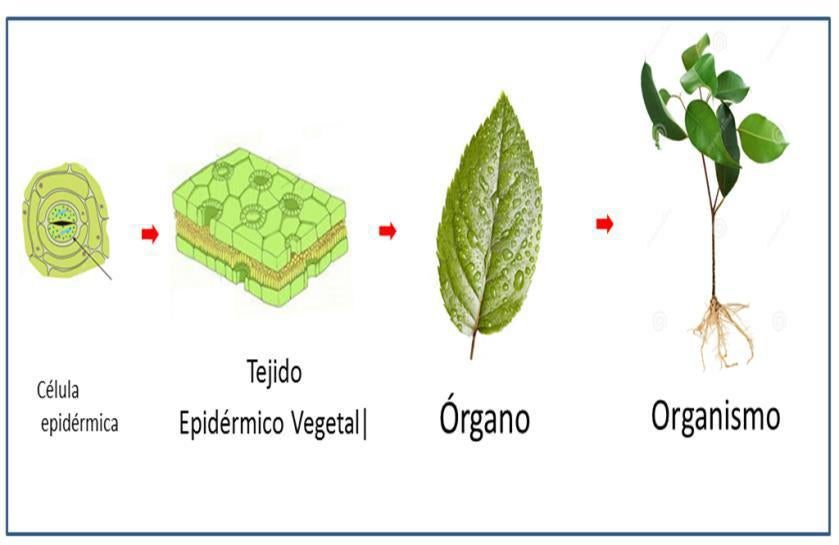Cuál es el tipo de células que forman a las plantas