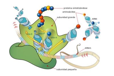 Qué significa la S de los ribosomas
