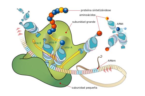 Qué significa la S de los ribosomas