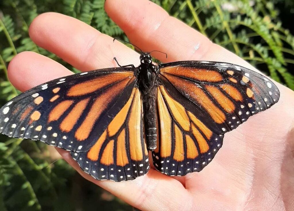 Qué significa que una mariposa monarca se pose en ti