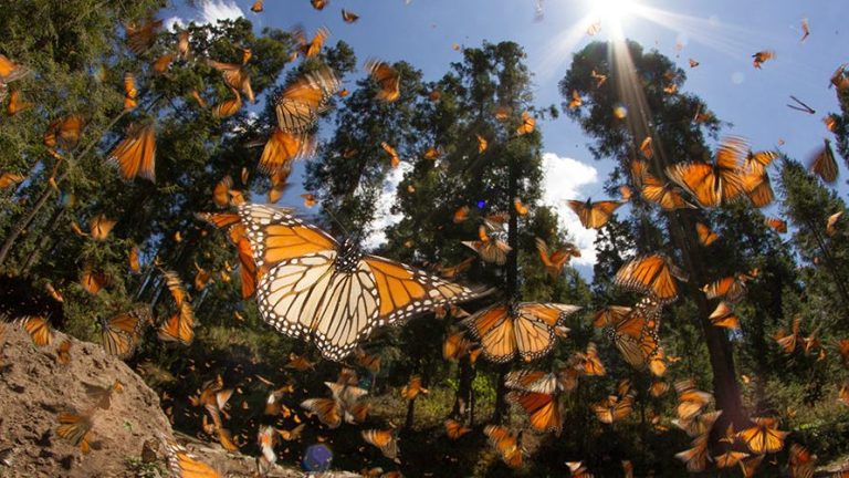 Qué actividades se pueden realizar en el Santuario de la Mariposa ...