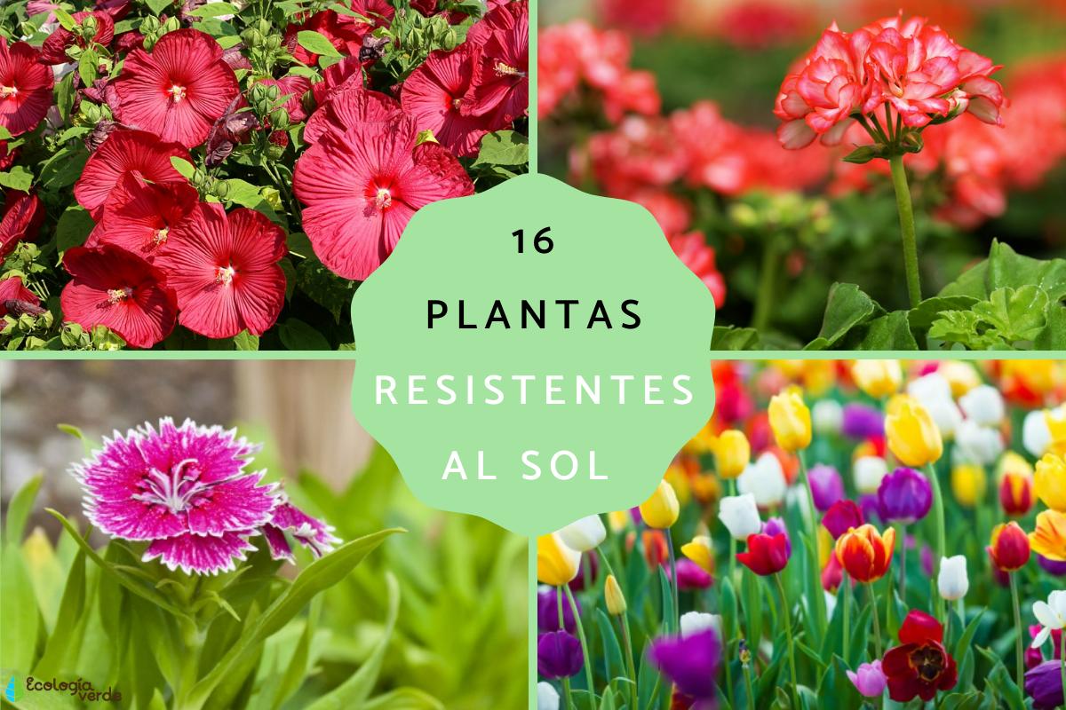 Qué plantas se pueden poner a pleno sol