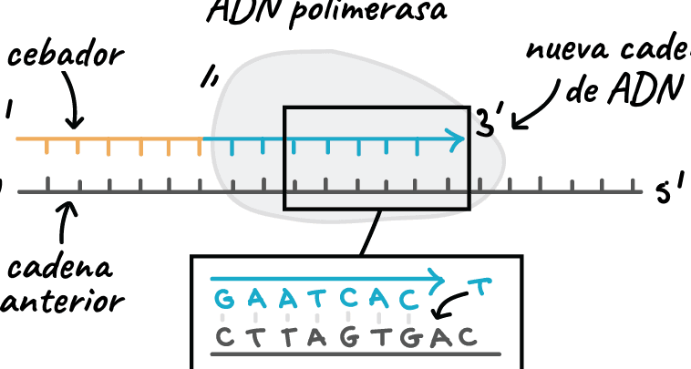 Qué son la replicación, transcripción y traducción del ADN