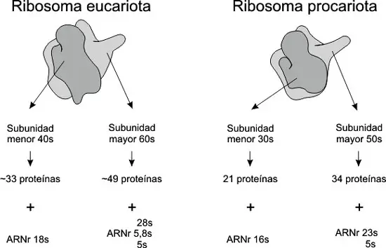 Qué significa la S de los ribosomas