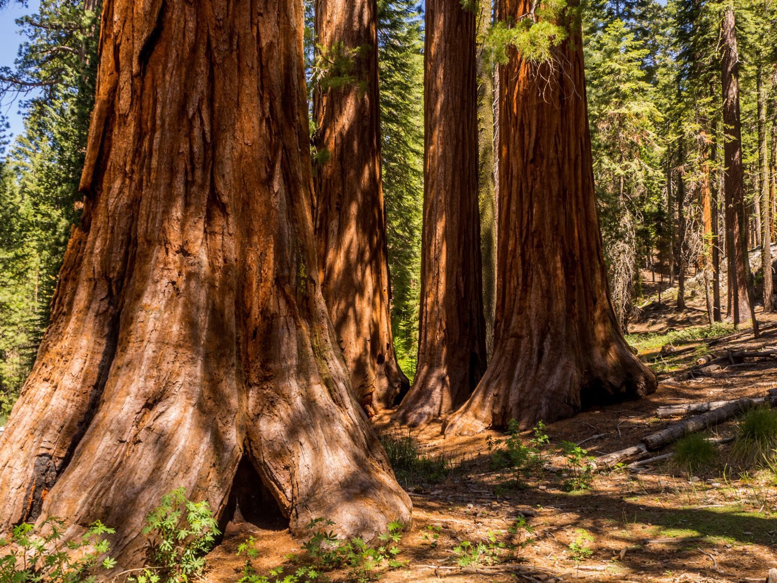 Dónde se encuentra la secuoya más grande del mundo y cuántos años tiene